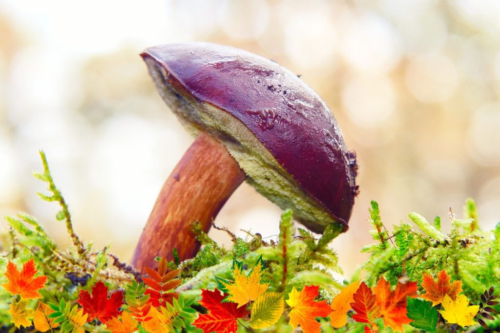 Bolet bai : dangereux ou comestible