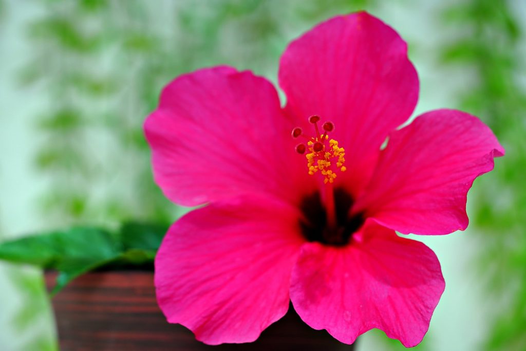 Comment reconnaitre un hibiscus d intérieur ou d extérieur : on vous ...